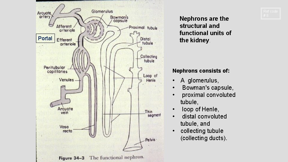 Medical School Histology Basics Urinary System VIBS 243