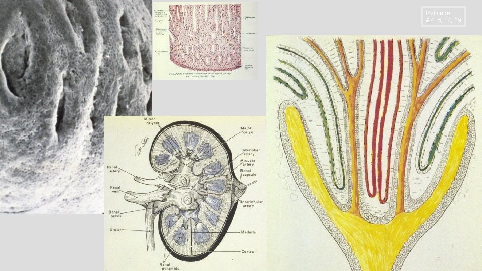 Medical School Histology Basics Urinary System VIBS 243