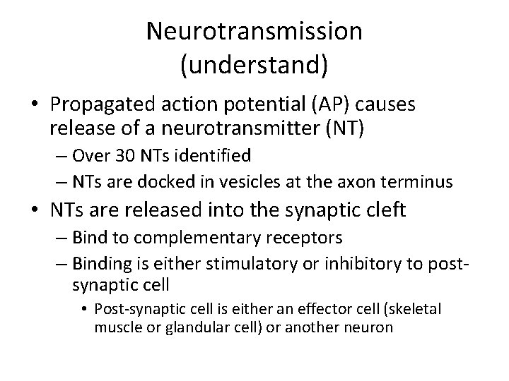 Chapter 8 Study Guide The Nervous System Anatomy