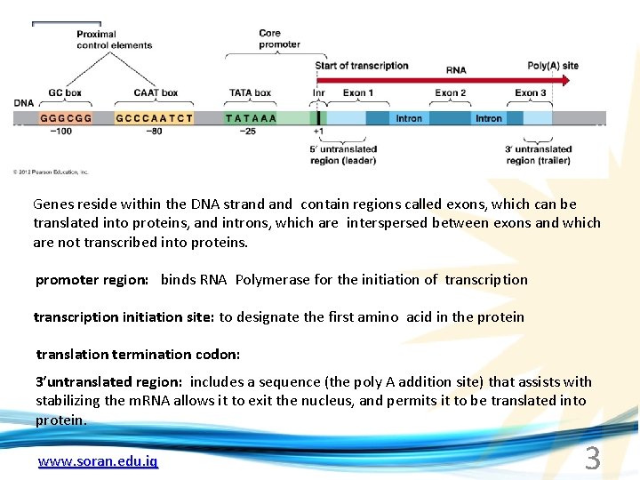 Embryology Molecular Signaling Behrouz Mahmoudi www soran edu