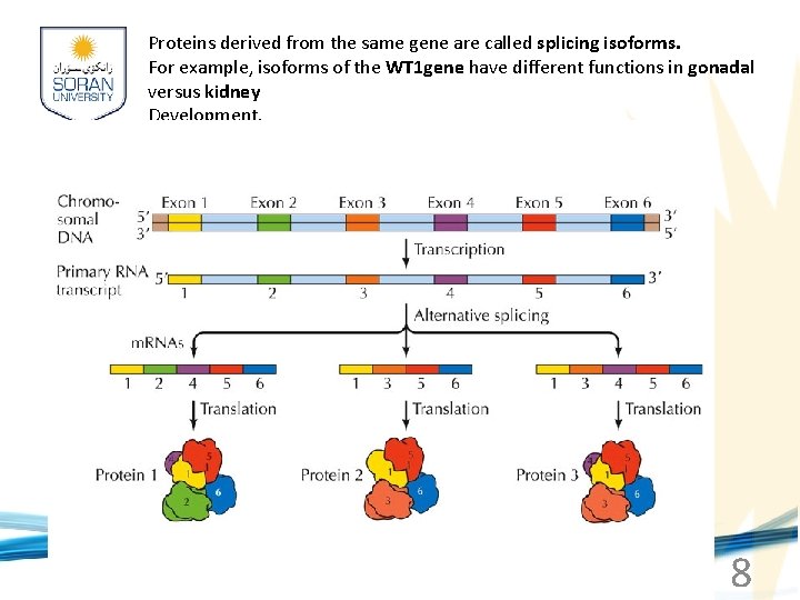 Embryology Molecular Signaling Behrouz Mahmoudi www soran edu
