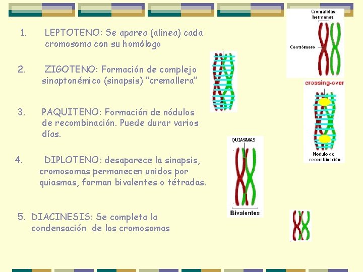 MITOSIS Y MEIOSIS Dra Dora King de Garca