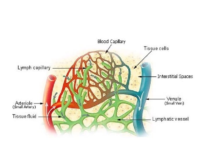 TYPES OF IMMUNITY AND METHODS OF CURING DISEASE