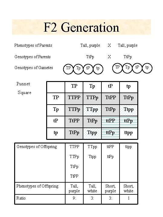 F 1 Generation Phenotypes of Parents Tall purple