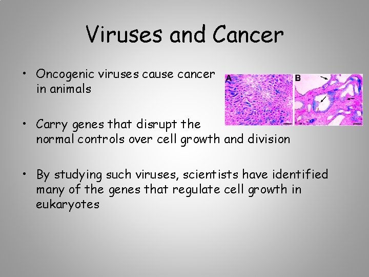 Viruses and Prokaryotes Biology II Viruses Replicate only