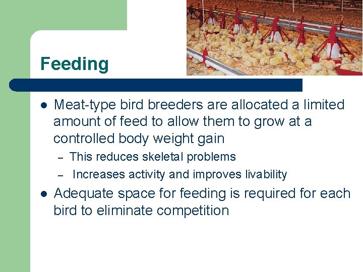 Poultry Husbandry Training Module Adapted from Guide for