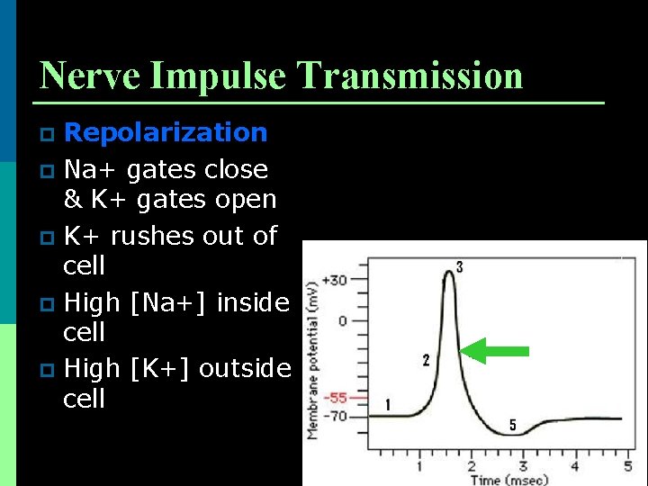 Animal Form Function Physiology AP Biology Nerve Impulse