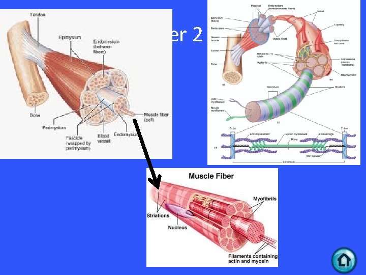Muscular System Exam Overview Anatomy Physiology Muscles Mink