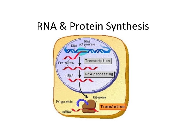 RNA Protein Synthesis I DNA to Genes A
