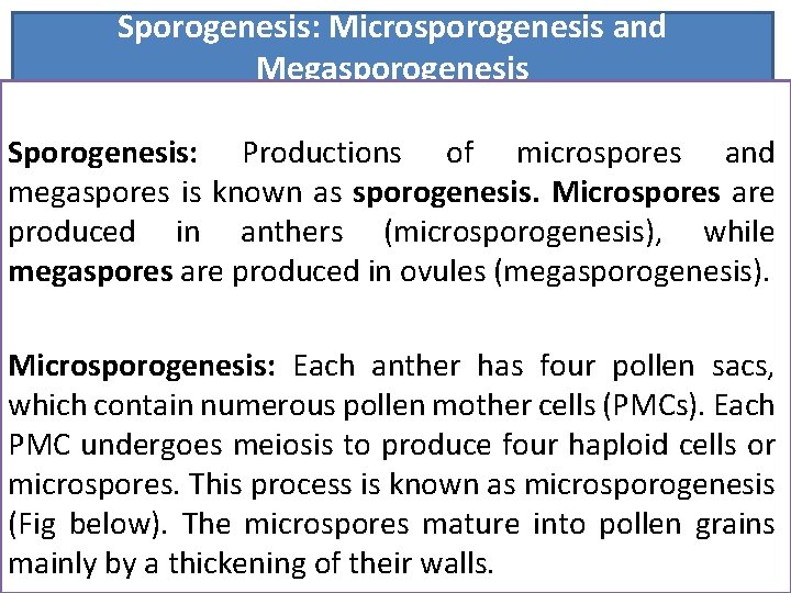 Sporogenesis Microsporogenesis and Megasporogenesis Sporogenesis ...