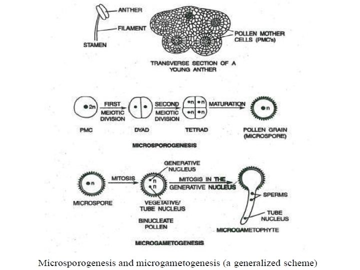 Sporogenesis Microsporogenesis and Megasporogenesis Sporogenesis ...