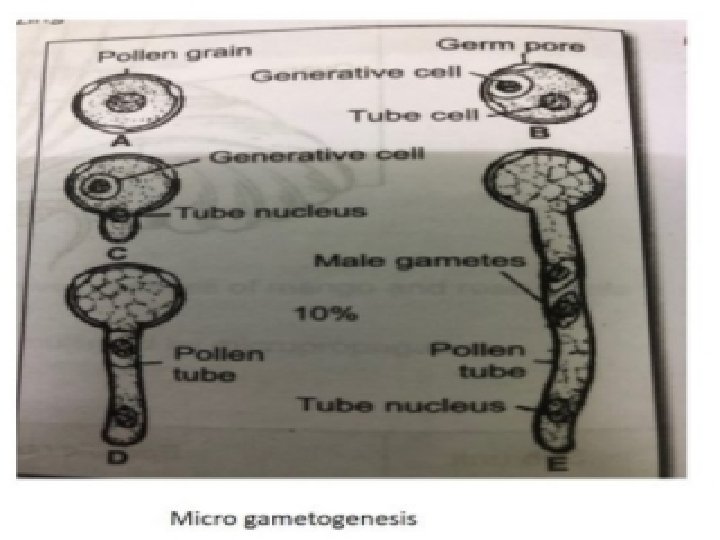 Sporogenesis Microsporogenesis and Megasporogenesis Sporogenesis ...