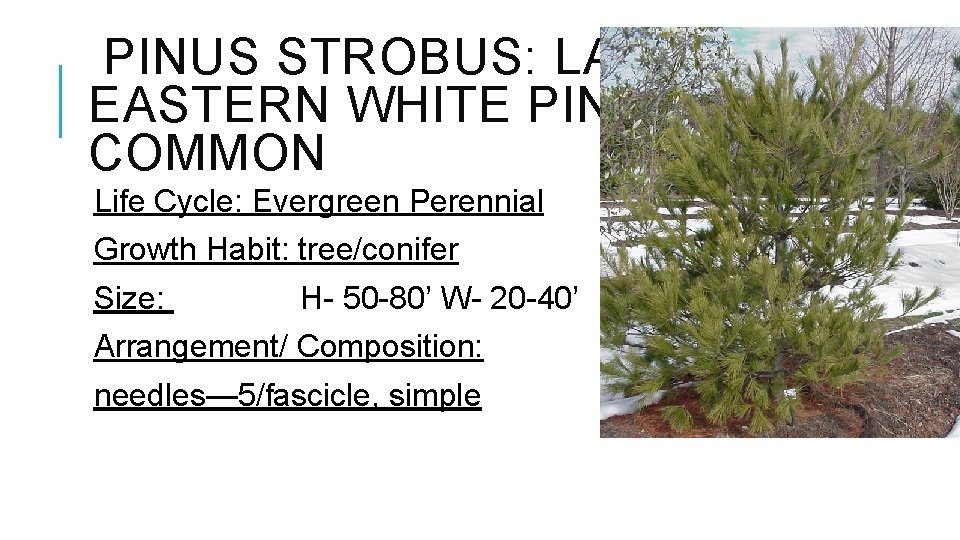 PLANT ID WEEK EIGHT Plants X CUPRESSOCYPARIS LEYLANDII