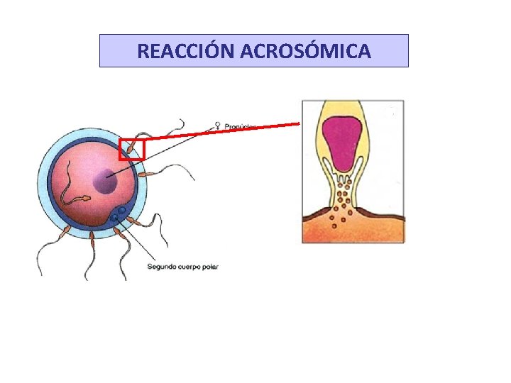Biologa PPTCANCBBLA 04013 V 1 Fecundacin desarrollo embrionario
