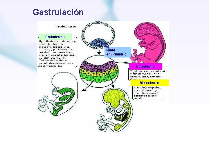 Biologa PPTCANCBBLA 04013 V 1 Fecundacin desarrollo embrionario