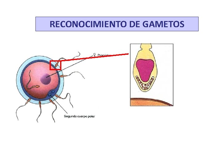 Biologa PPTCANCBBLA 04013 V 1 Fecundacin desarrollo embrionario