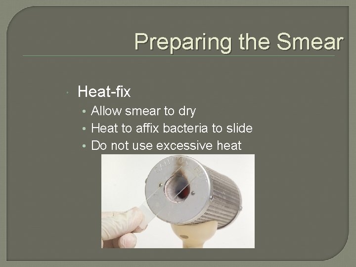 Lesson 7 4 The Gram Stain Overview Bacterial