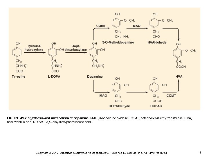 Chapter 49 Neurotransmitters and Disorders of the Basal