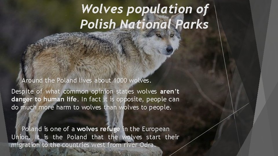 Wolves population of Polish National Parks Around the