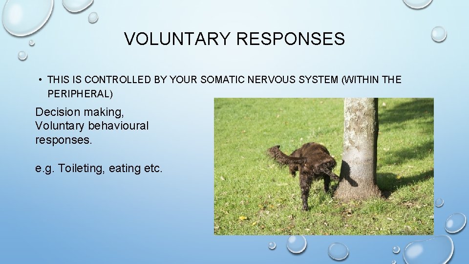 THE PERIPHERAL NERVOUS SYSTEM EMILY BEAUMONTMCALLEN RECAP CHOOSE