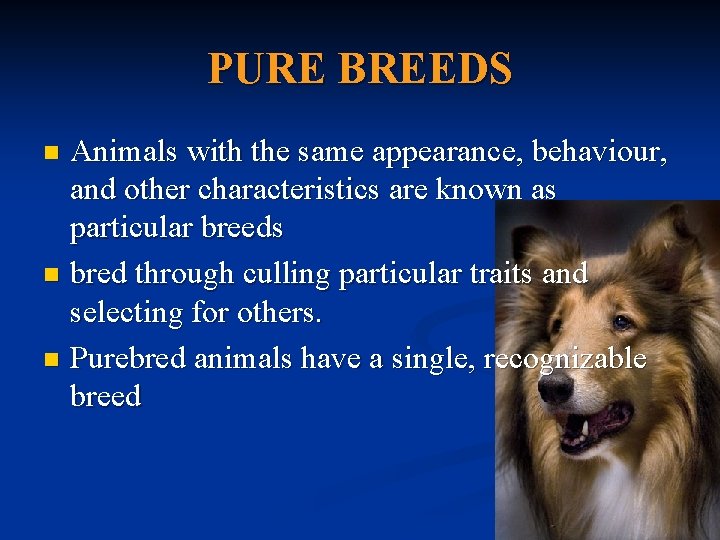SELECTIVE BREEDING VS GENETICALLY MODIFIED FOODS BY MR