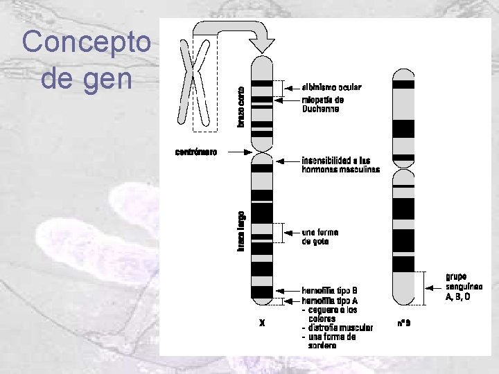 MATERIAL GENTICO Y REPRODUCCIN CELULAR Bases para entender