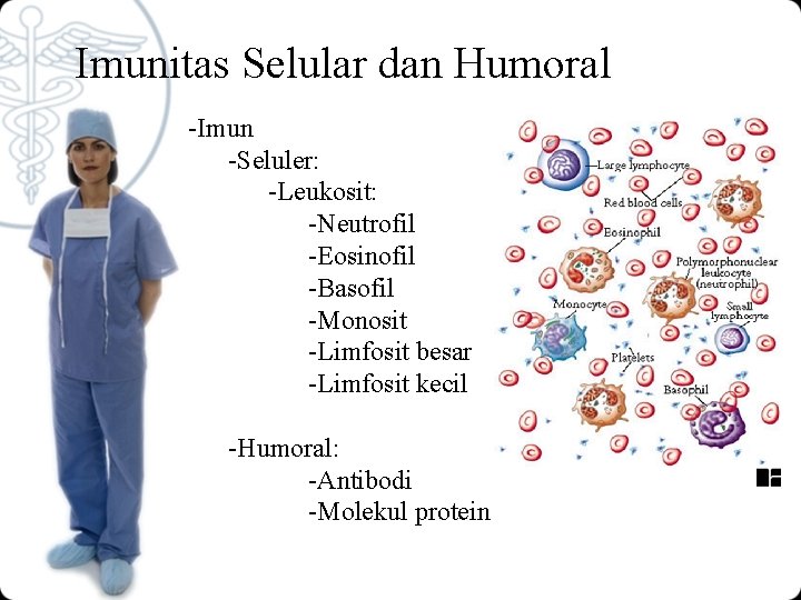 Imunitas Selular dan Humoral Imun Seluler Leukosit Neutrofil