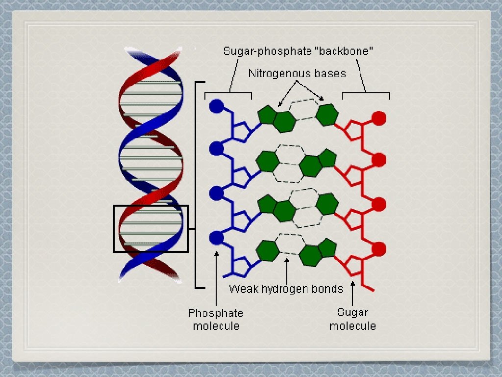 GT Biology Feb 16 2011 DNA Replication Warmup