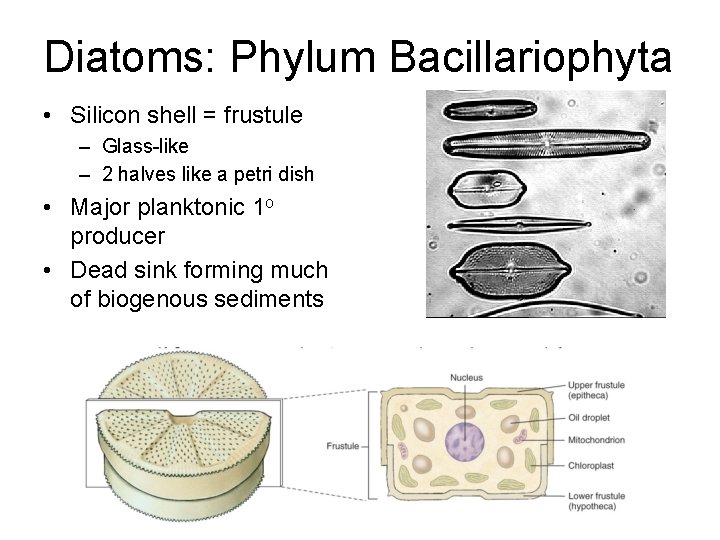 Organizing the diversity Systematics studying the diversity Taxonomy
