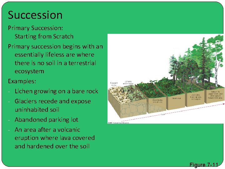 Terrestrial Ecology Part Two Biogeochemical Cycles Biomes Succession