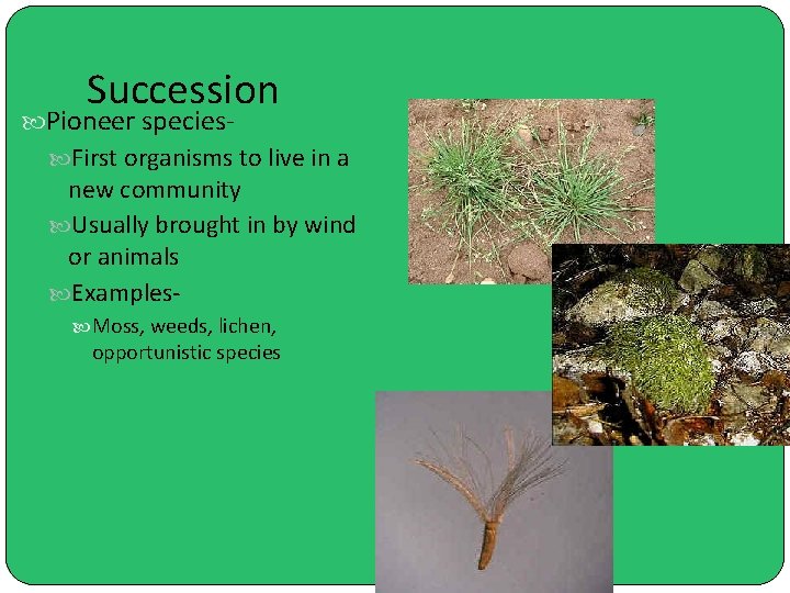 Terrestrial Ecology Part Two Biogeochemical Cycles Biomes Succession