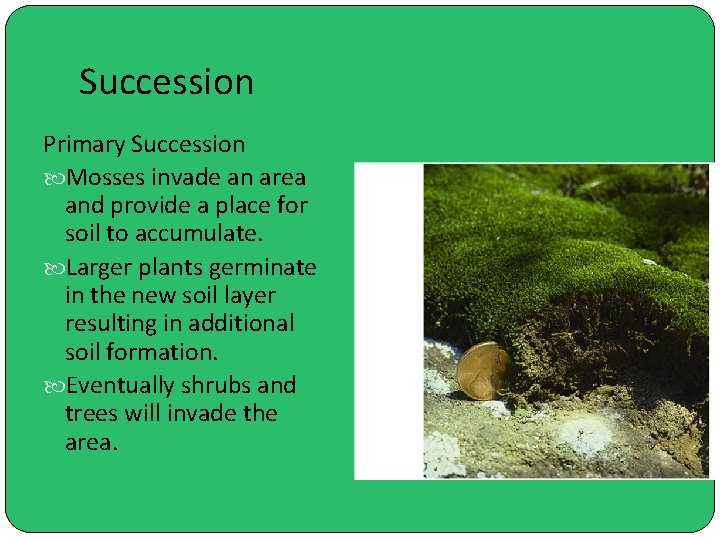 Terrestrial Ecology Part Two Biogeochemical Cycles Biomes Succession