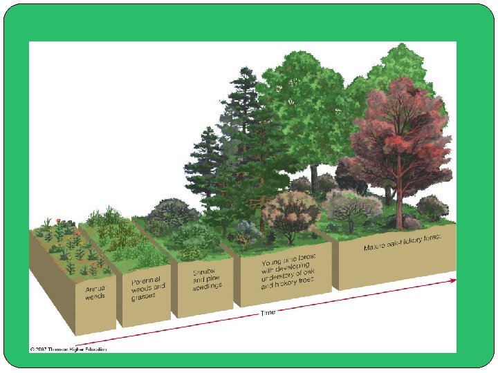 Terrestrial Ecology Part Two Biogeochemical Cycles Biomes Succession