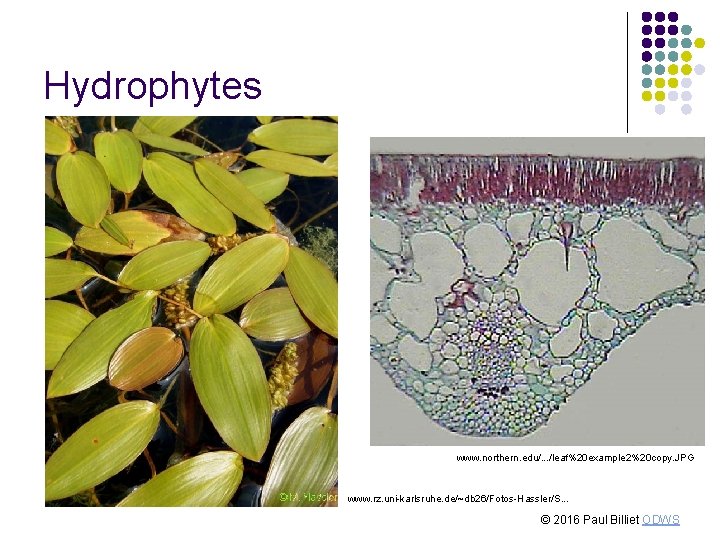 PLANTS AND WATER one of the most important