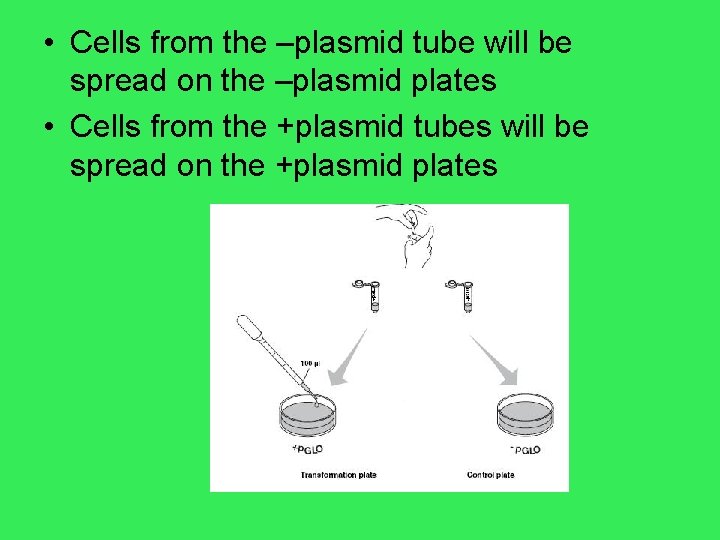 Laboratory Procedure for bacterial transformation with p GLO