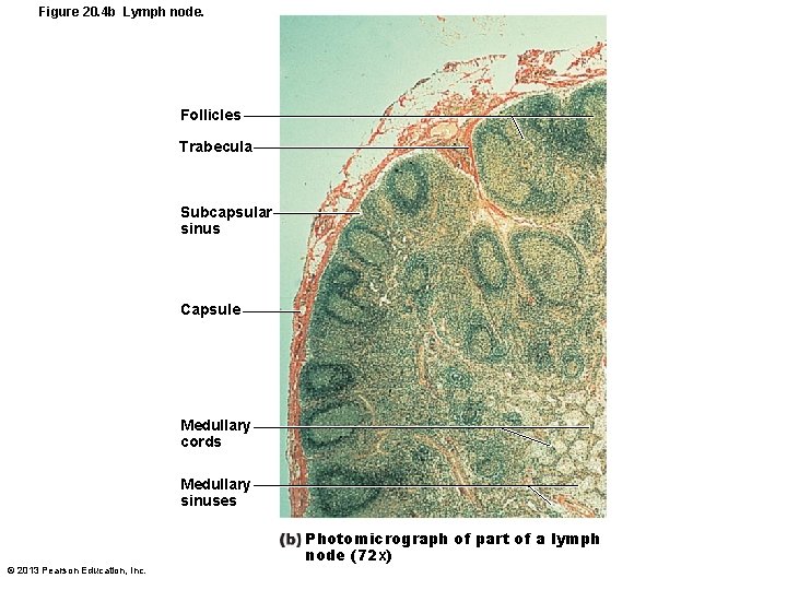 Lymphatic System Returns fluids that leaked from blood