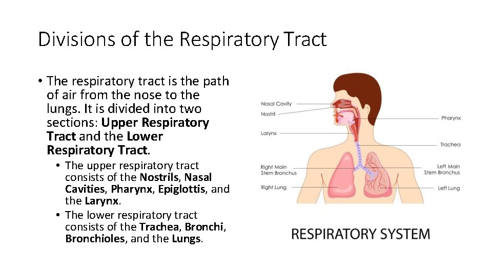 The Respiratory System BY SCIENTIST CINDY Divisions of