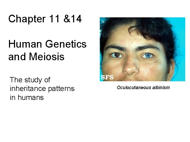 Chapter 11 14 Human Genetics and Meiosis The