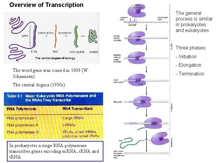 Overview of Transcription The general process is similar