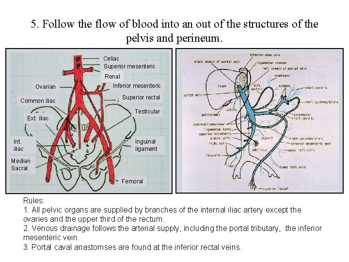 1 Identify the bony walls and ligamentous landmarks