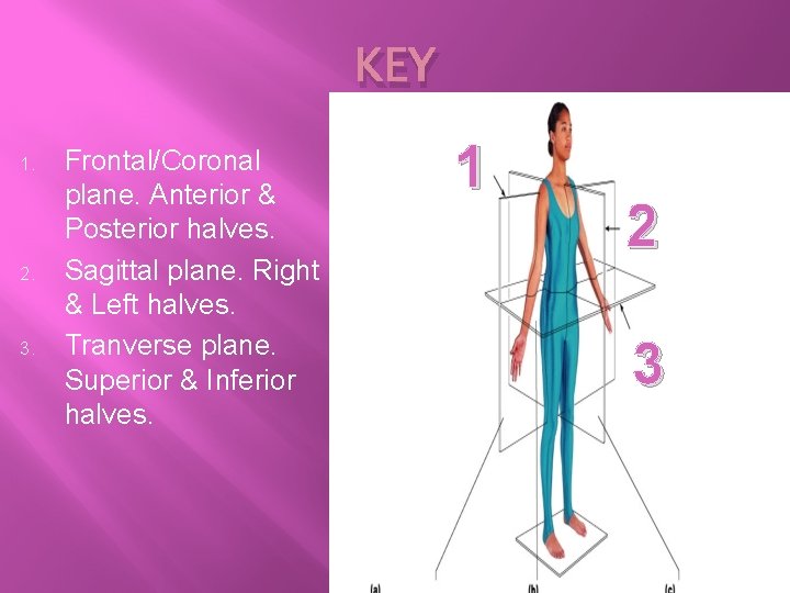 BODY ORG QUIZ 1 1 2 3 What