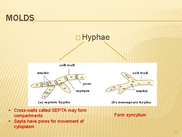 LAB 1 Biology Department 1 OBJECTIVES Identification of