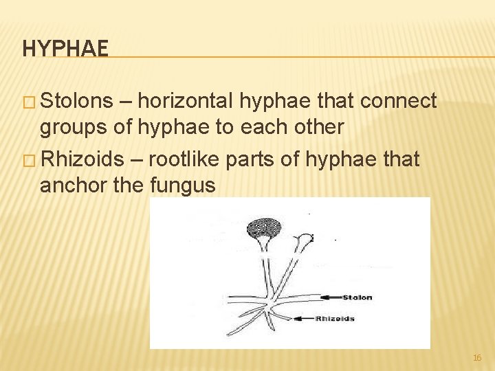 LAB 1 Biology Department 1 OBJECTIVES Identification of