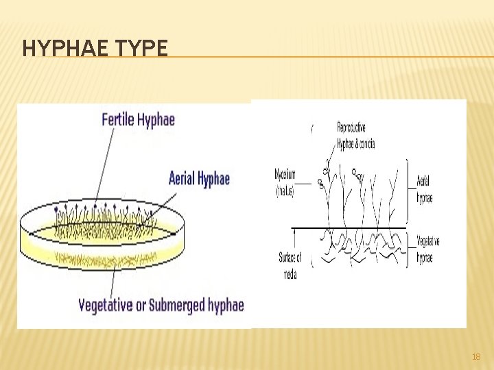 LAB 1 Biology Department 1 OBJECTIVES Identification of