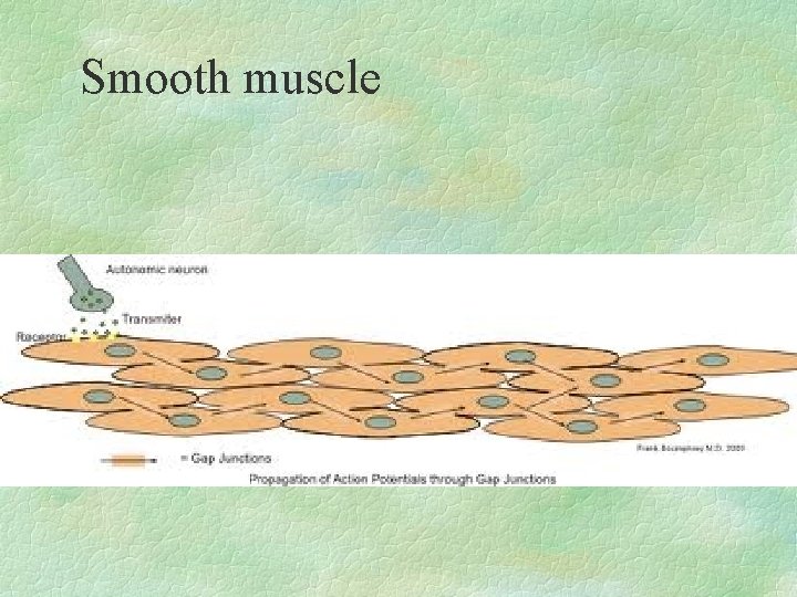 Electrical properties of the cell membrane Transduction of