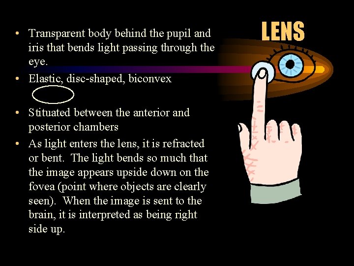 EYE STRUCTURE and VISION GENERAL FACTS ABOUT THE