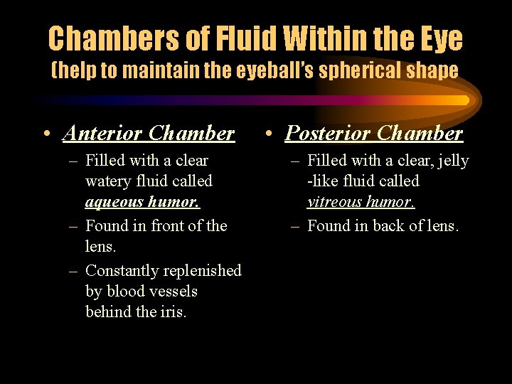 EYE STRUCTURE and VISION GENERAL FACTS ABOUT THE