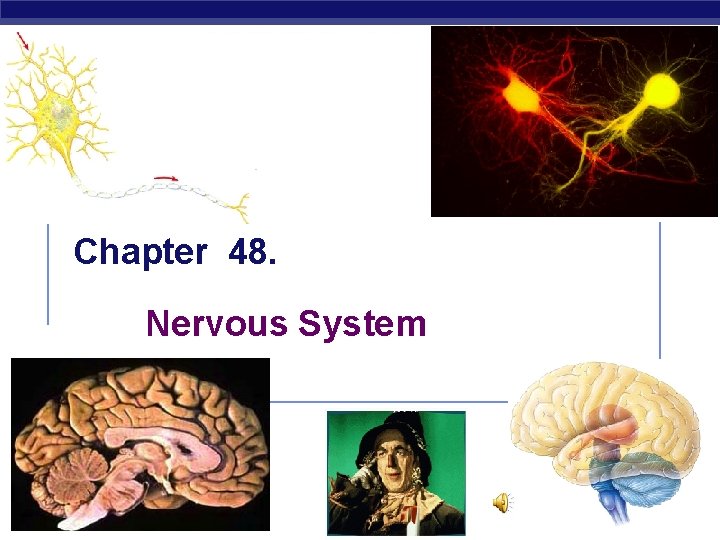 Chapter 48 Nervous System AP Biology 12172021 Why