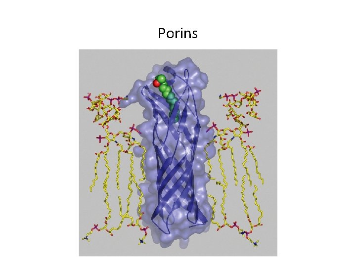 CHAPTER 5 Aerobic Respiration and the Mitochondrion Introduction