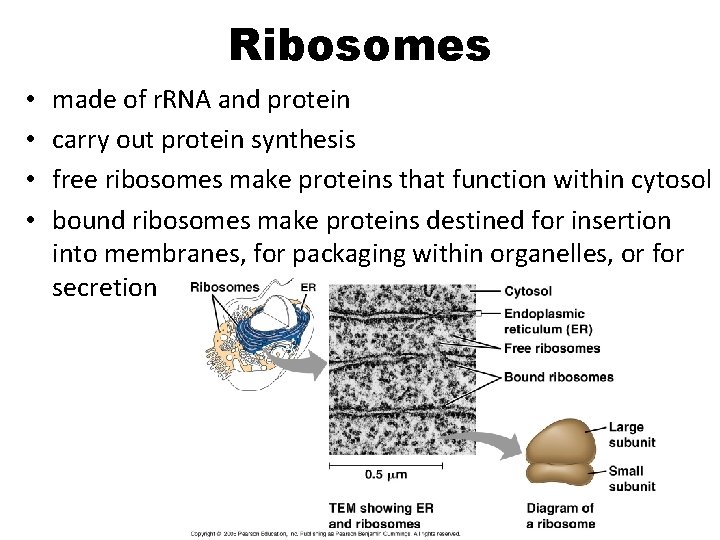 Notes Chapter 6 The Cell part 1 Prokaryotic